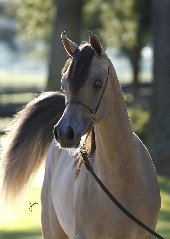 Aura TF :: Ted Carson Arabians