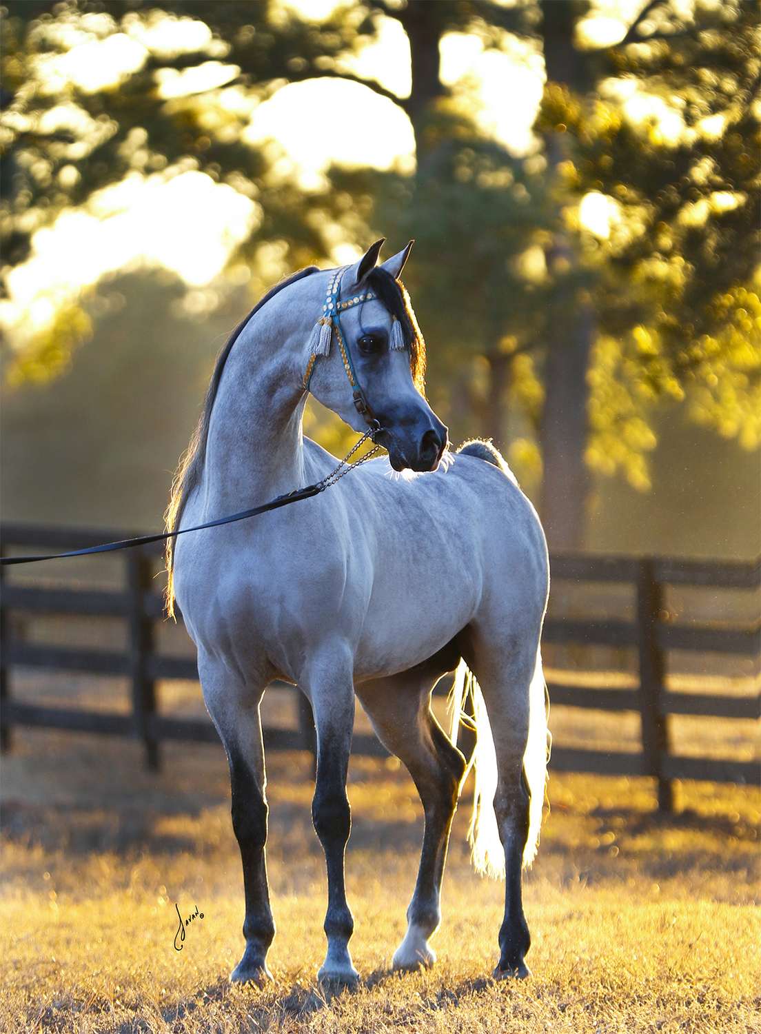 Exxalt :: Ted Carson Arabians