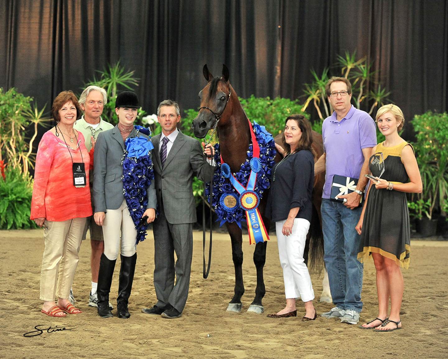 TF Prince De Beers :: Ted Carson Arabians