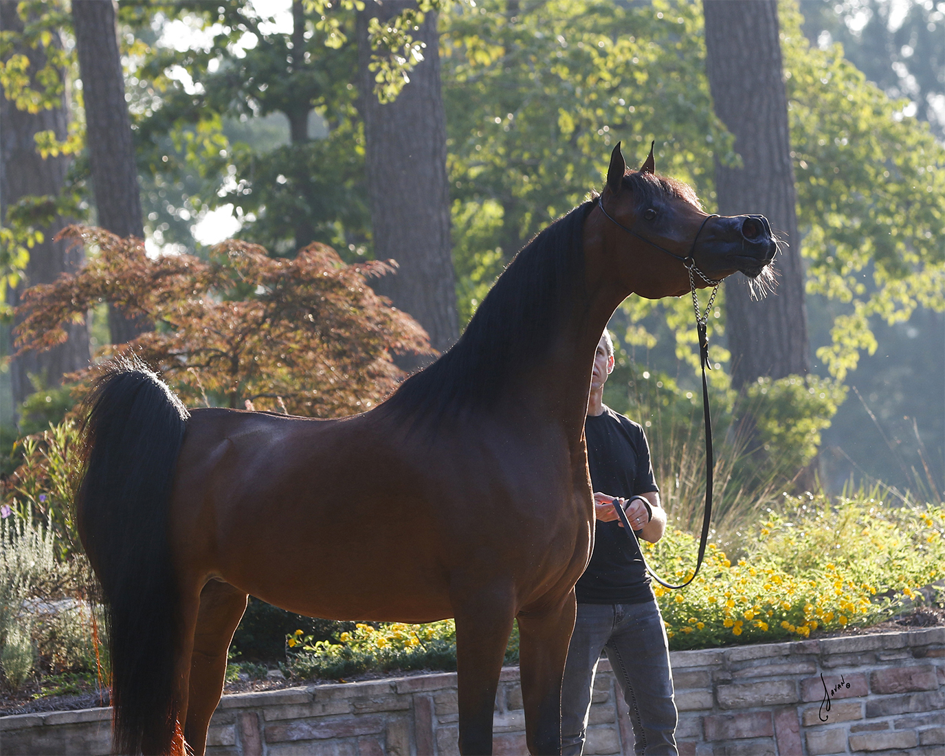 Geneva CS :: Ted Carson Arabians