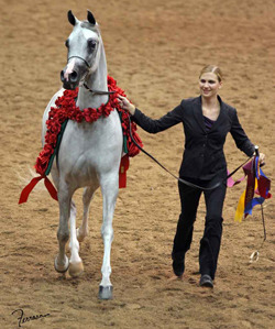 Magnificent PPA :: Ted Carson Arabians