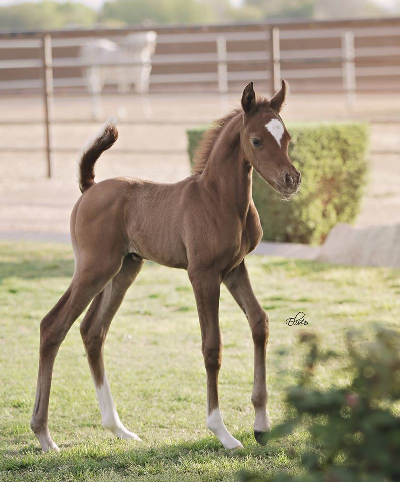 2017 Colt :: Ted Carson Arabians