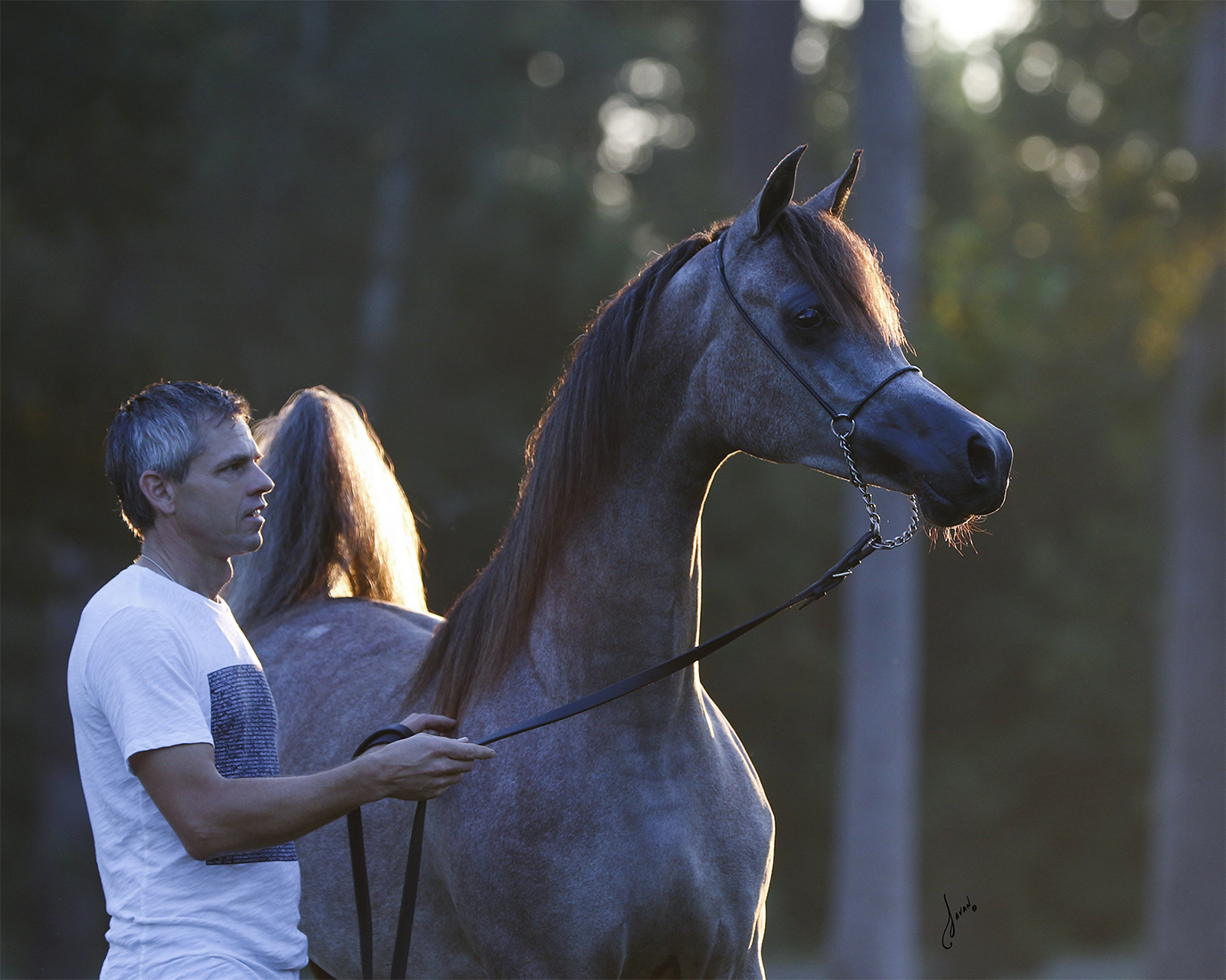 Exxhale :: Ted Carson Arabians