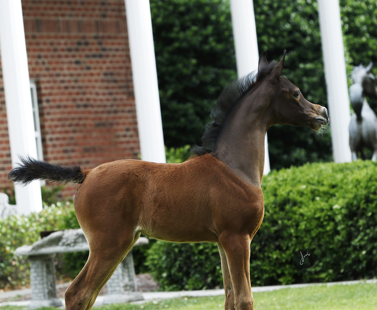 Margouxx :: Ted Carson Arabians