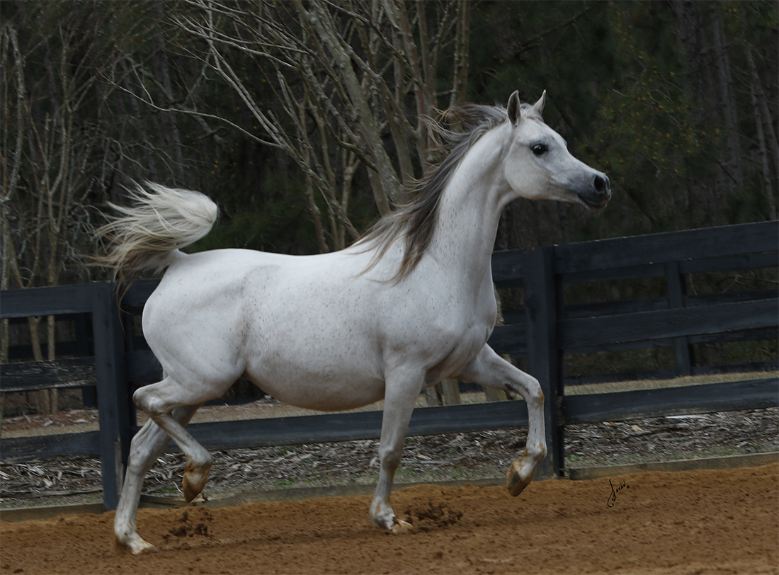 Most Irresistible :: Ted Carson Arabians