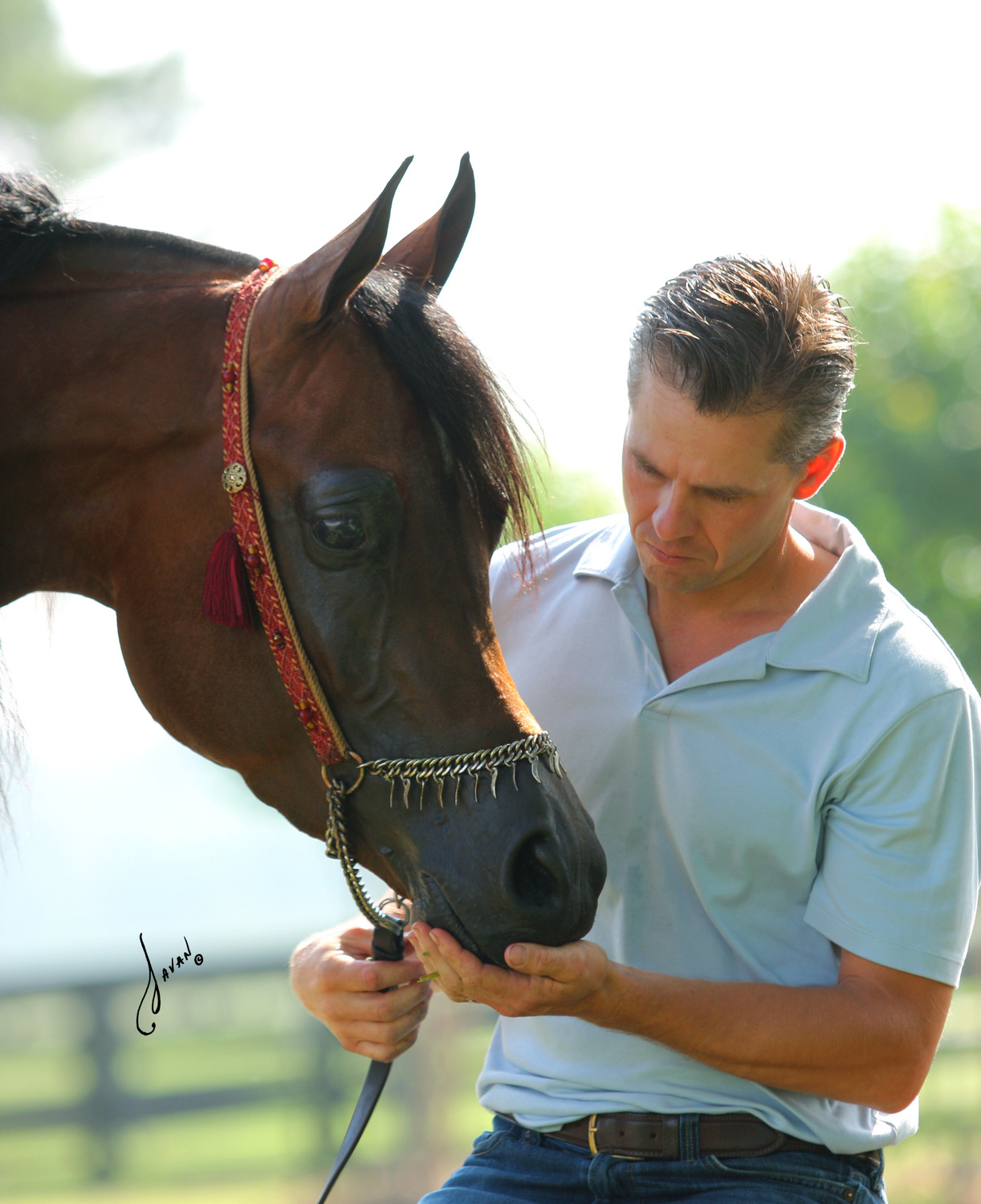 Ted Carson :: Ted Carson Arabians