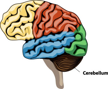 The Cerebellum