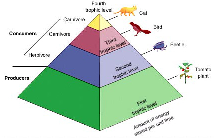 Modeling Trophic Levels