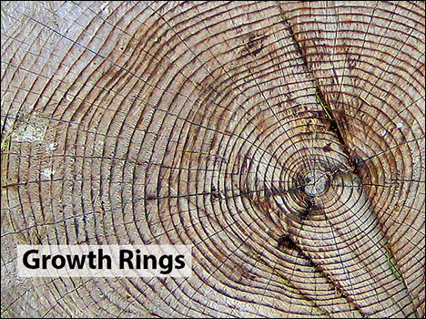 Growth Rings
