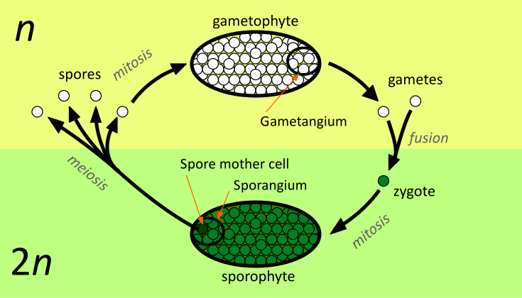 Life Cycle of a Lycophyte