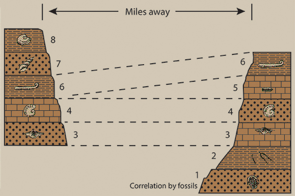 Faunal Succession