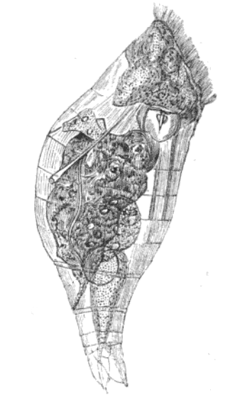 Organ Systems of Rotifers