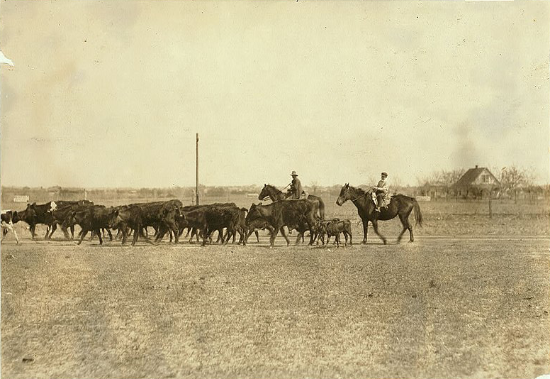 The Cattle Industry