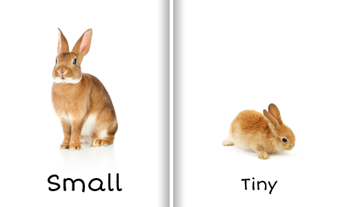 Language: Adjectives With Similar Meanings