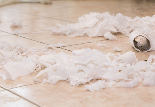 Presumption of Innocence