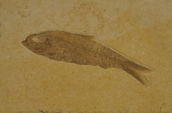 How Fossils Are Formed