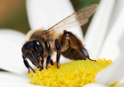 Introduction to Bees