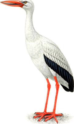 The Fox and the Stork - Retell