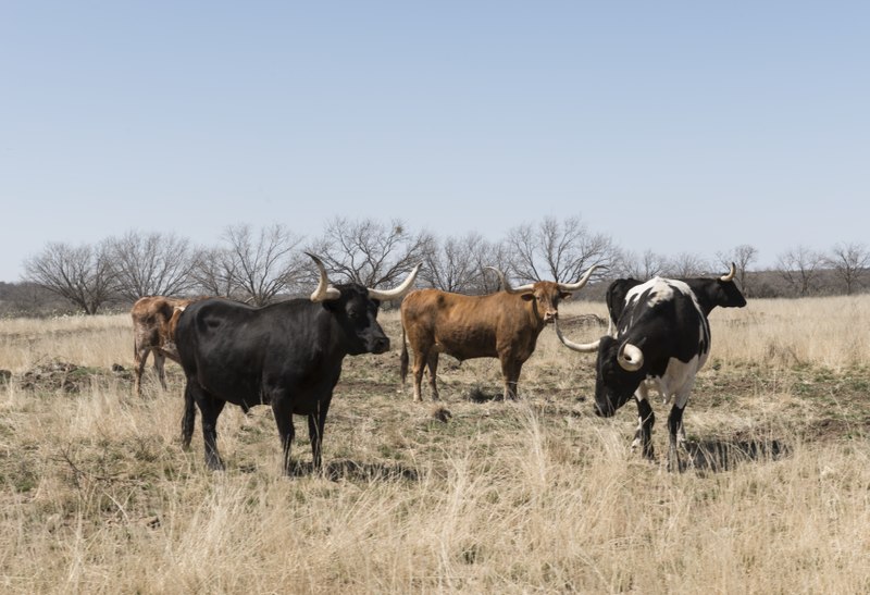 The Cattle Industry