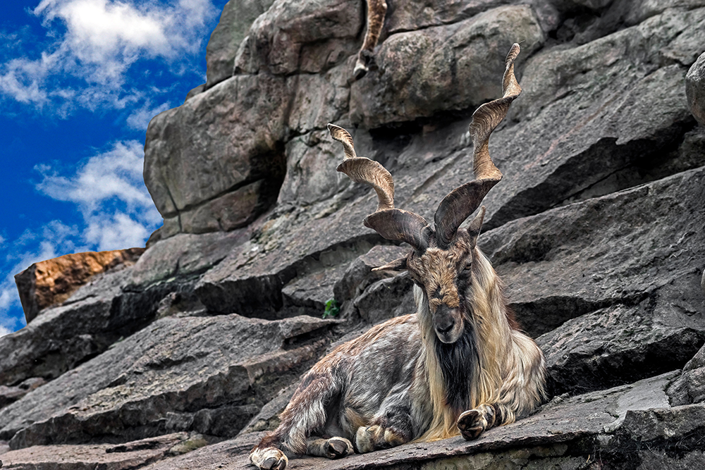 Himalayan Wild Goats