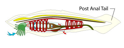 Chordate Characteristics