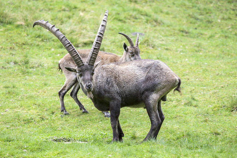 Himalayan Wild Goats