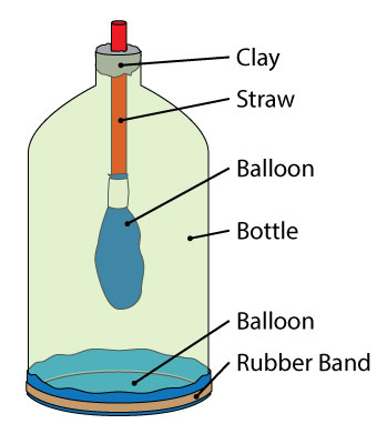 Modeling the Human Lung