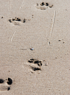 Diagonal Walkers and Bounders