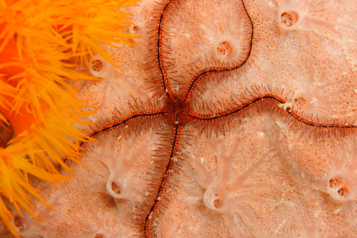 Echinoderm Features