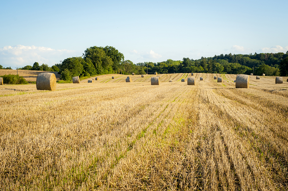 Human Impacts on Praries