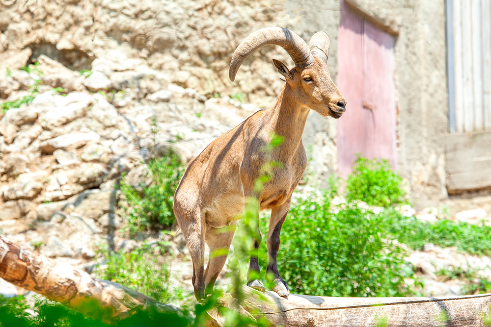 Himalayan Wild Goats