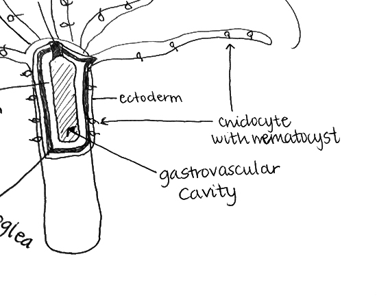 Drawing and Labeling Cnidarians