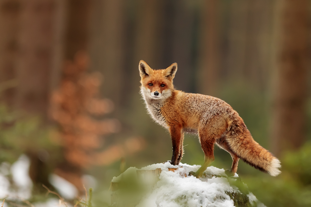 Fox Tales