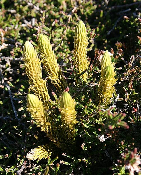 Lycophytes