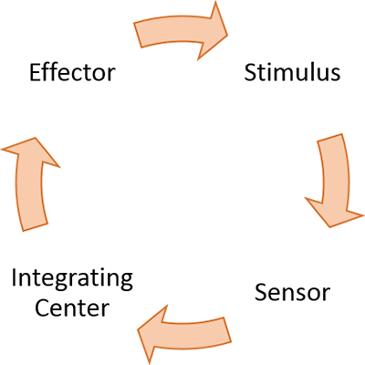 Positive Feedback Loops