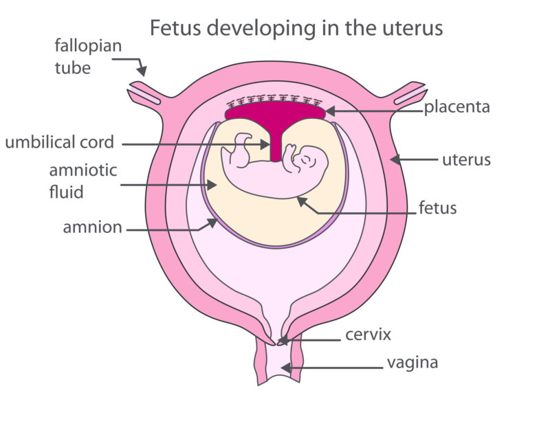 What Are the Stages of Pregnancy?