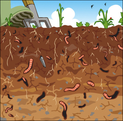 Earthworms and the Soil