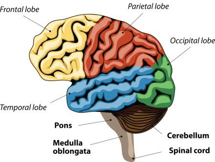 The Cerebrum