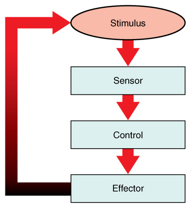 Negative Feedback Loops