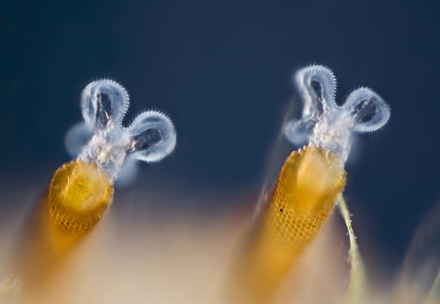 Organ Systems of Rotifers