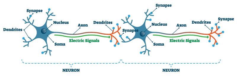 Understanding Neurons