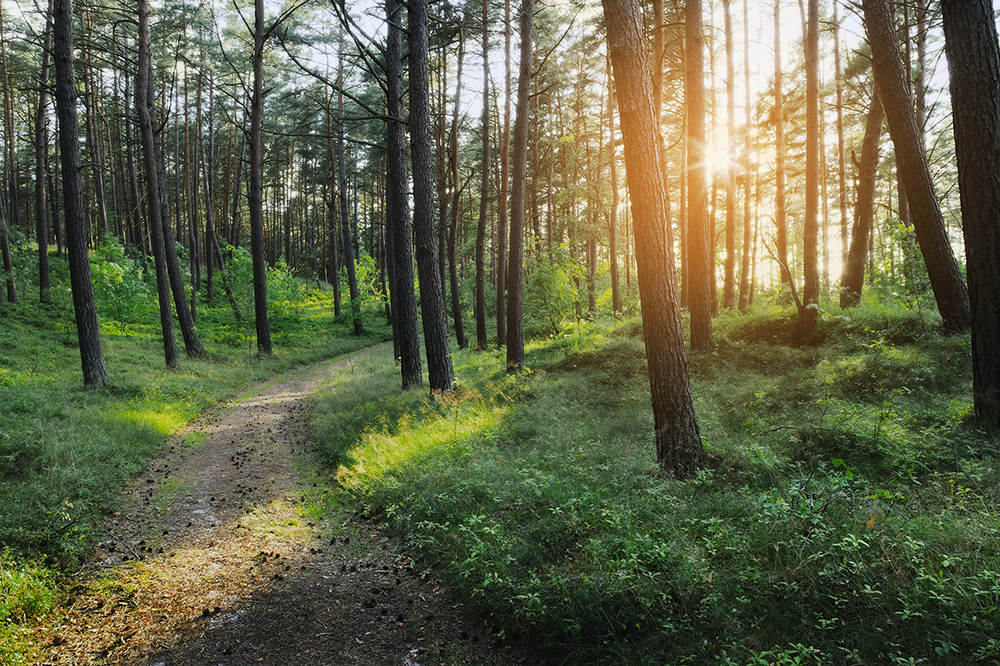 Temperate Coniferous Forests