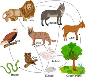 Human Impacts: Online Lab