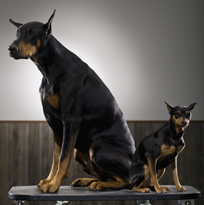 Measuring Mass Assignment