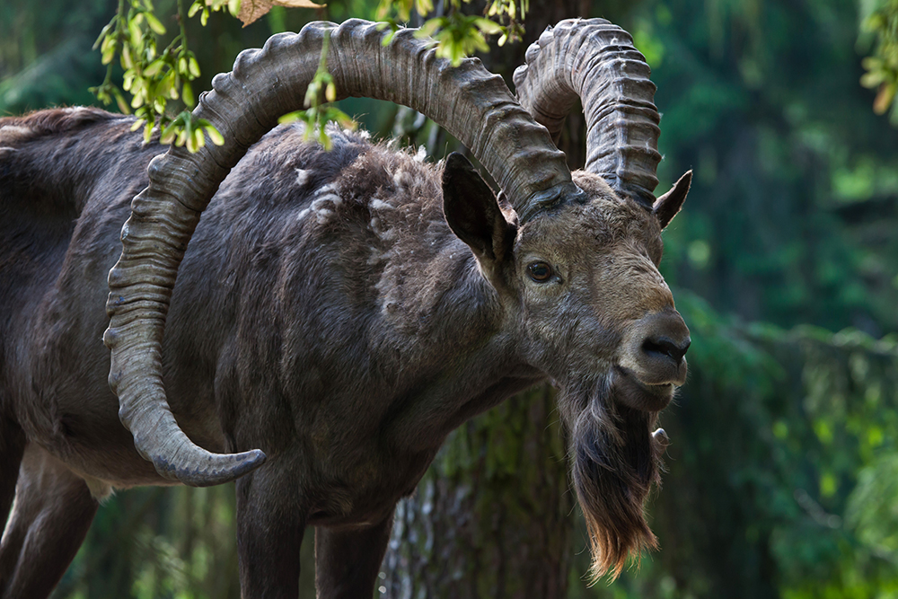 Himalayan Wild Goats