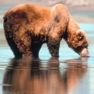 Big Brown Bear Goes Fishing