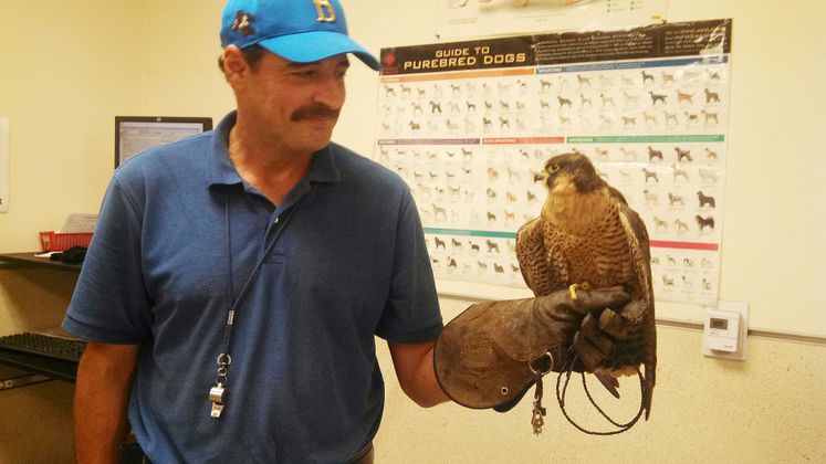 Lineman Helps Rescue Falcon Tangled in Power Lines | Edison ...