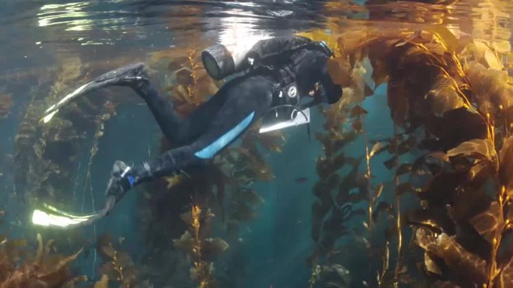 Volunteer Divers Survey Reefs and Help Preserve Ocean Waters Near ...