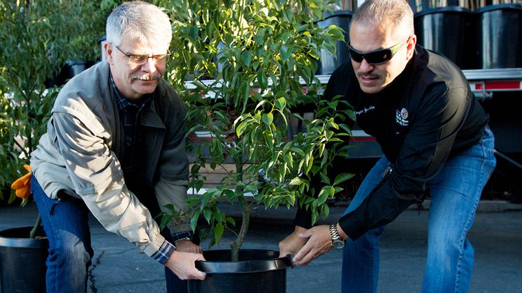 SCE Delivers Thousands of Trees to Impacted Southern California Cities ...