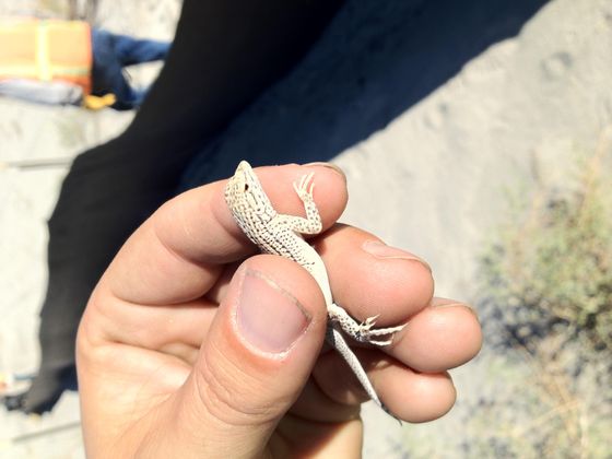 Protecting the Endangered Coachella Valley Fringe-Toed Lizard | Edison ...